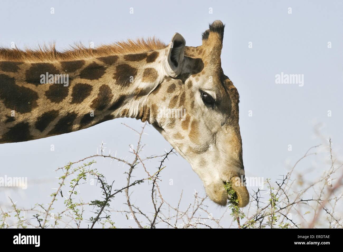 Giraffe eating tree fodder hi-res stock photography and images - Alamy