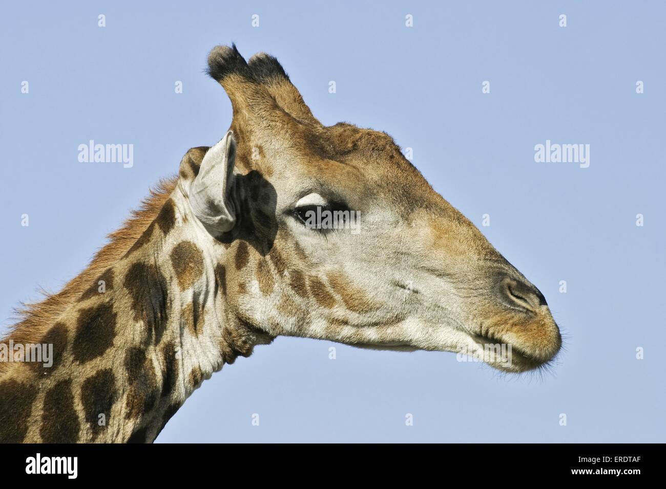 Giraffe profile portrait hi-res stock photography and images - Alamy