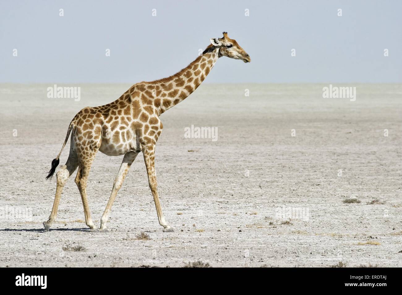 Walk giraffe hi-res stock photography and images - Alamy