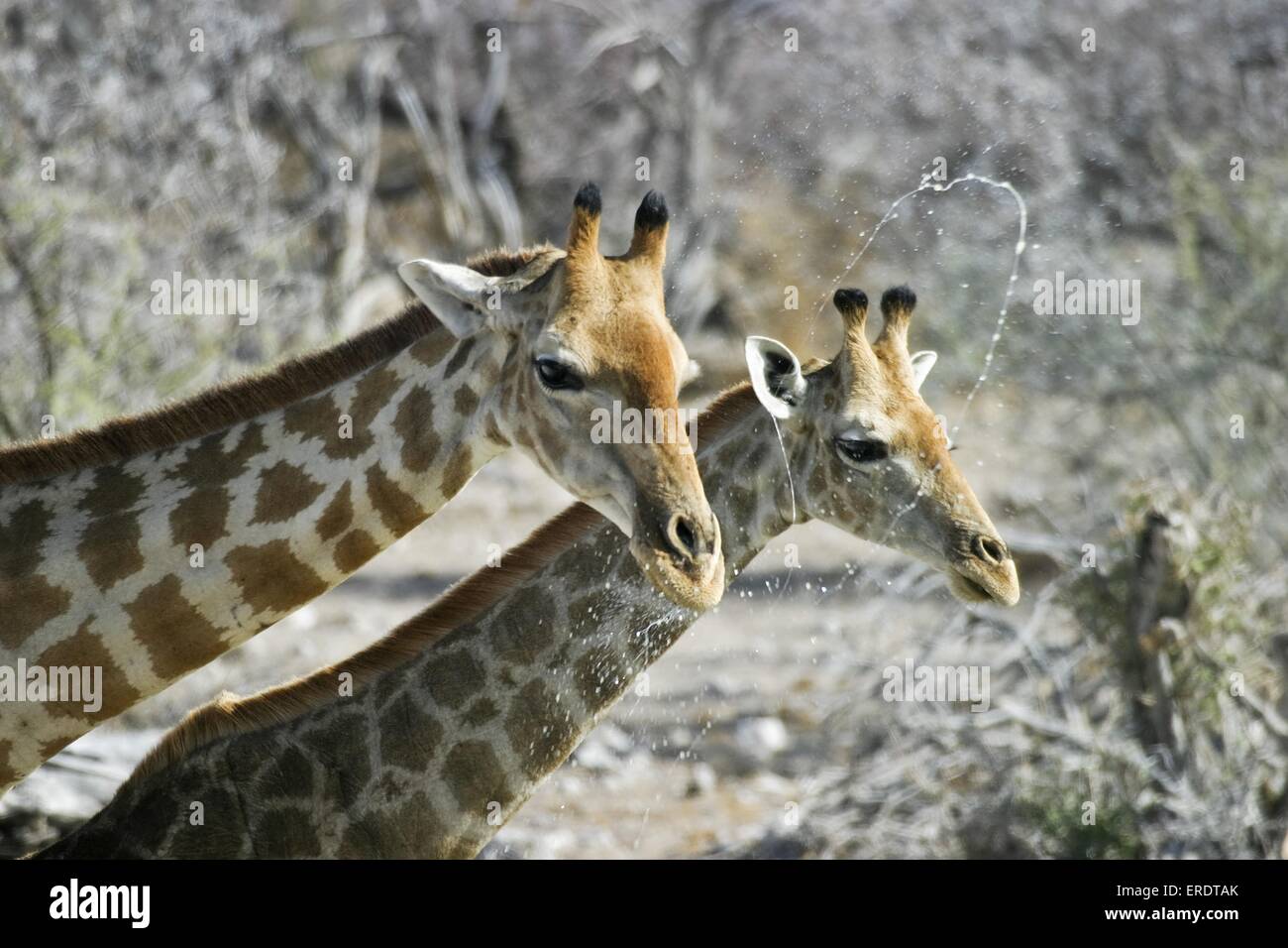 Giraffes profile hi-res stock photography and images - Alamy
