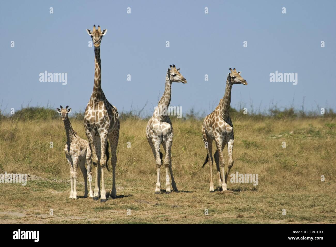 4 giraffes hi-res stock photography and images - Alamy