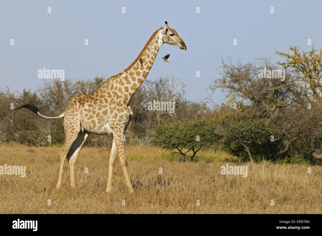 Giraffe bird hi-res stock photography and images - Alamy