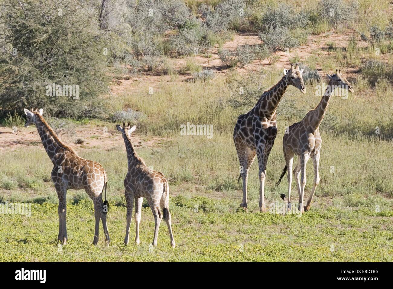 4 giraffes hi-res stock photography and images - Alamy