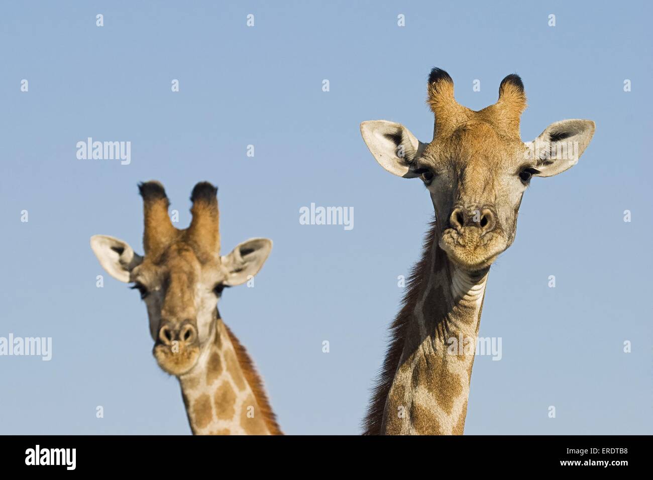 Portraits giraffes hi-res stock photography and images - Alamy