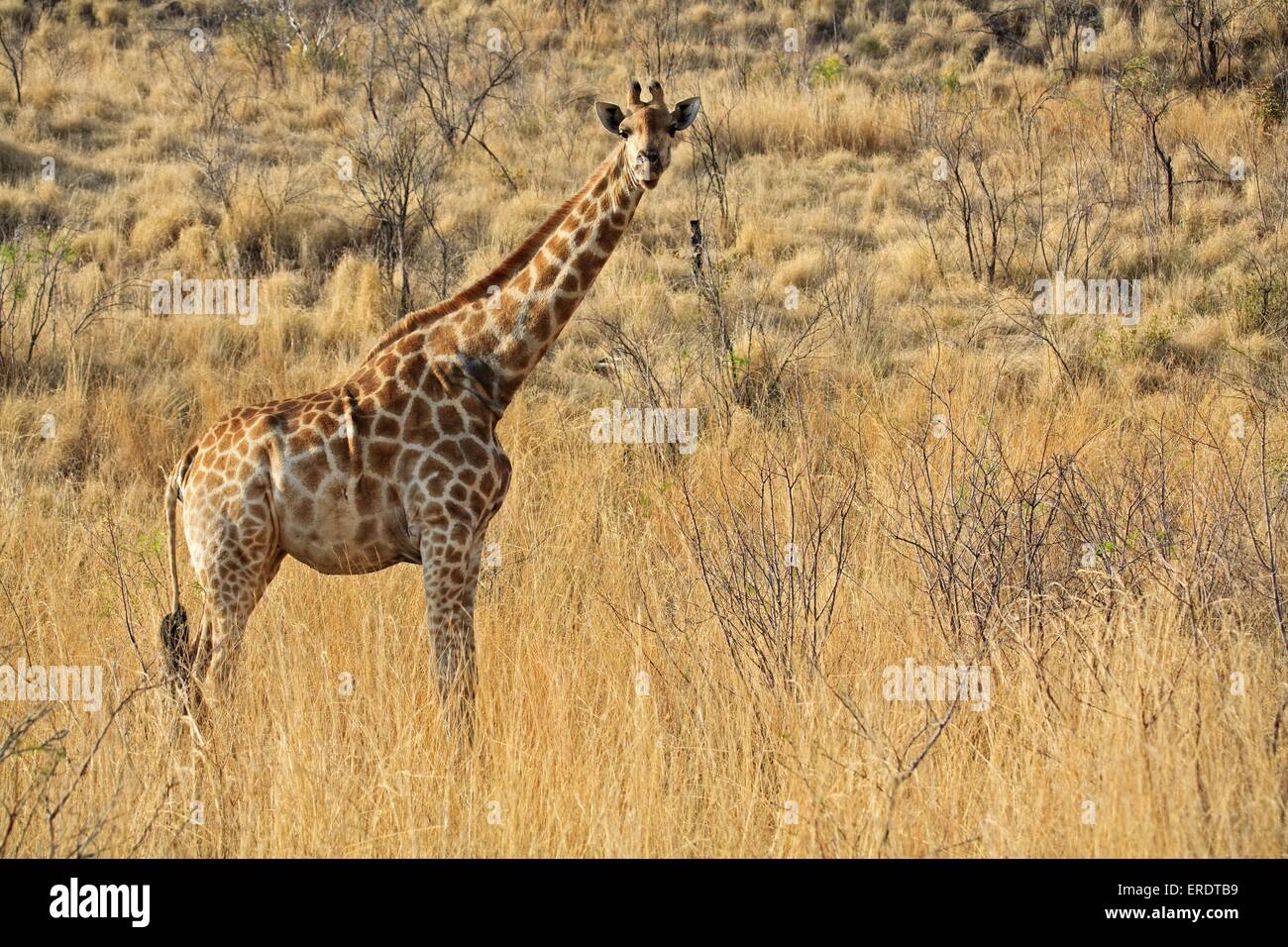 Giraffe standing side by side hi-res stock photography and images - Alamy