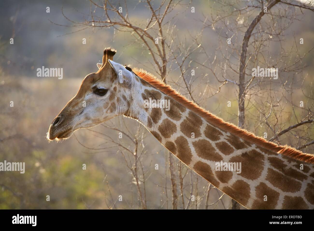 Giraffe portrait hi-res stock photography and images - Alamy