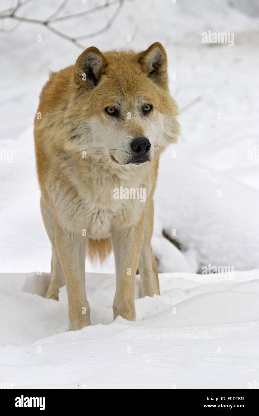 Grey wolf standing hi-res stock photography and images - Alamy
