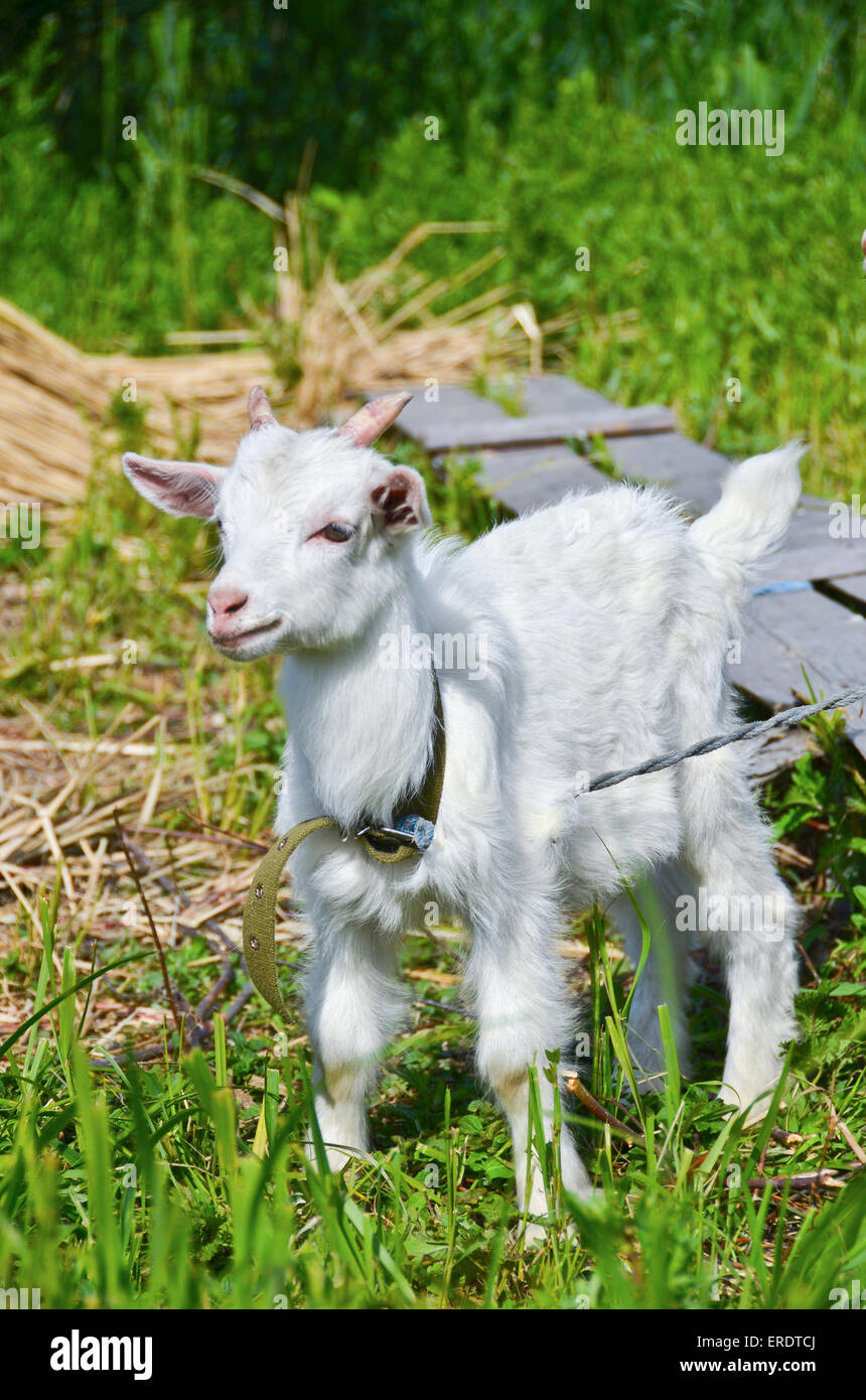goat baby on the green grass Stock Photo - Alamy