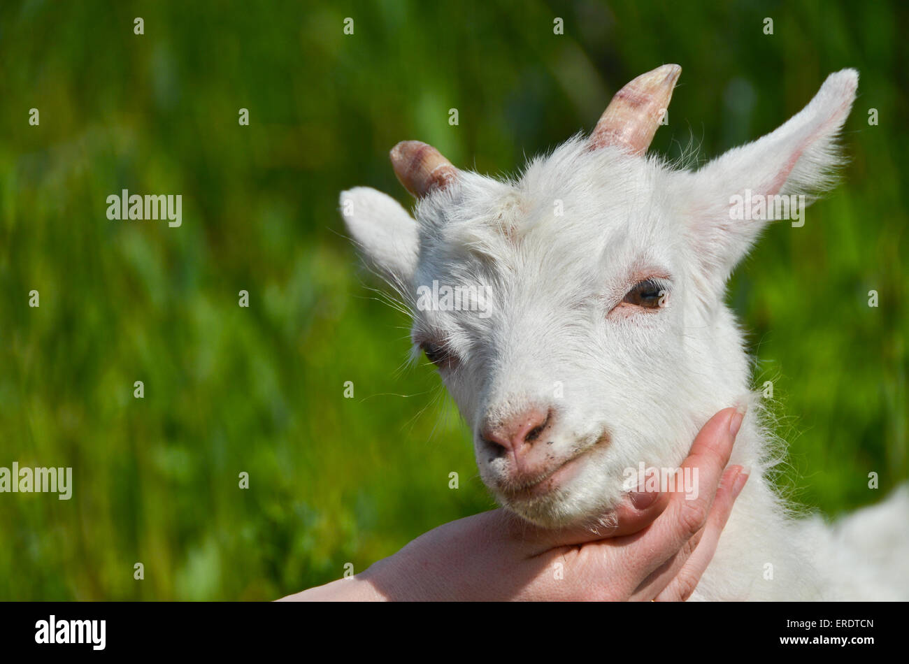 goat baby on the hand close up - green grass background Stock Photo - Alamy