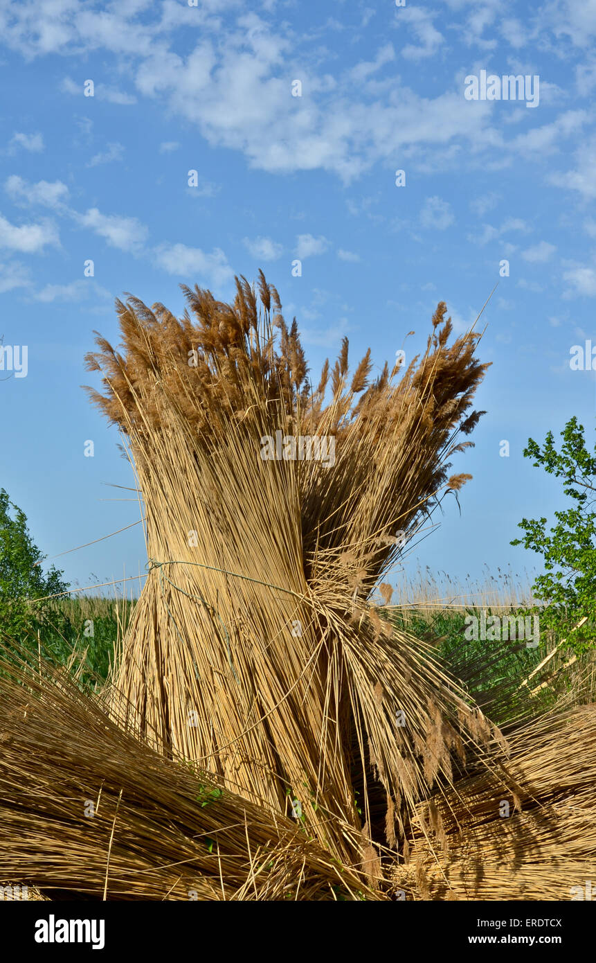 Bundle Of Cane High Resolution Stock Photography and Images - Alamy