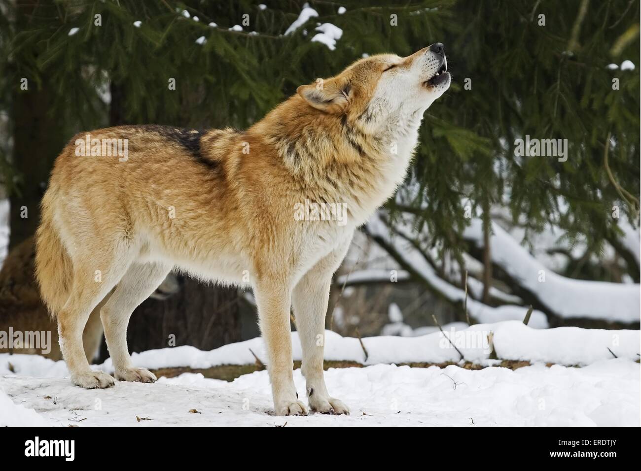 Wolf side profile hi-res stock photography and images - Alamy