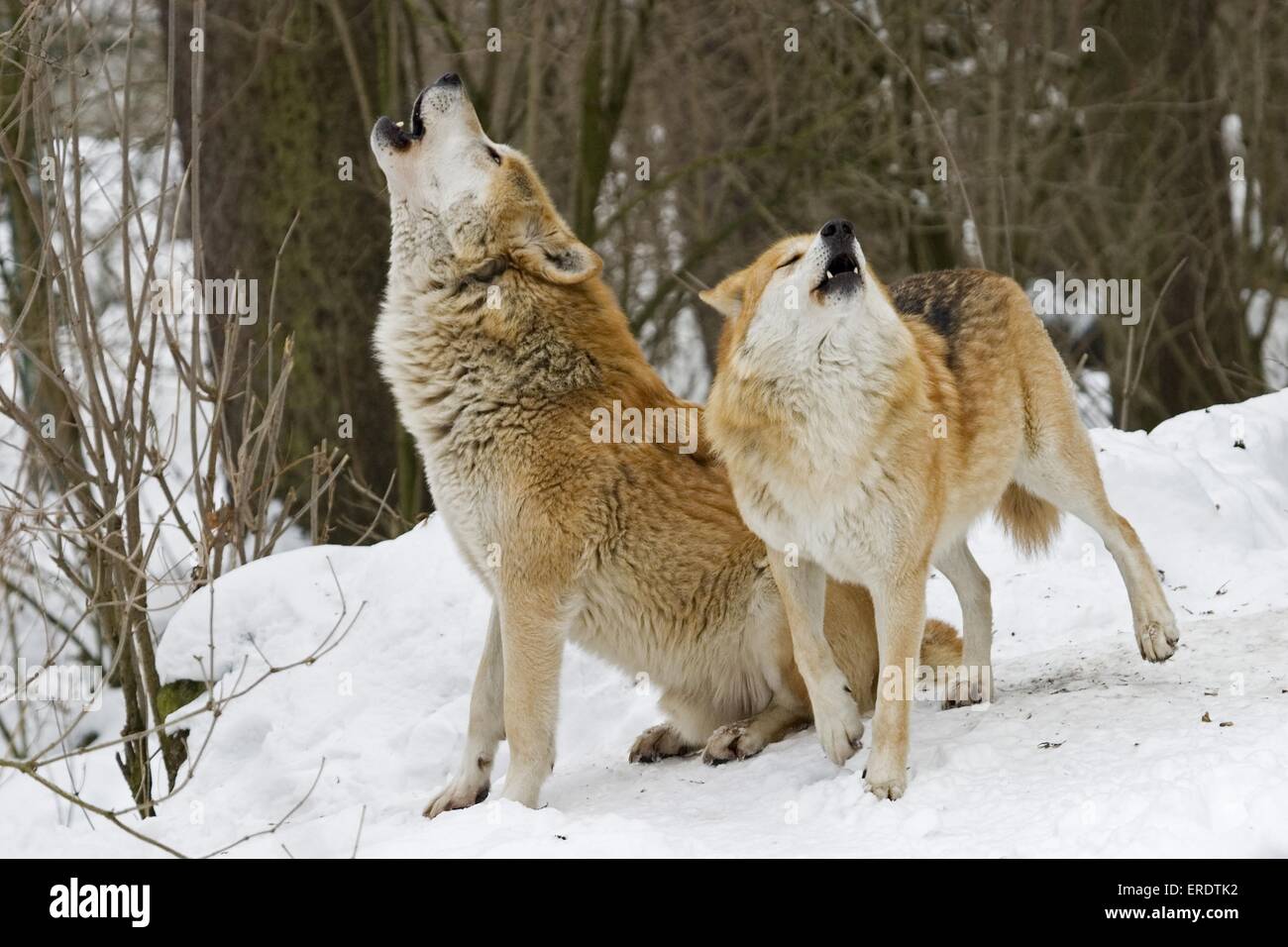 Gray wolves howling hi-res stock photography and images - Alamy