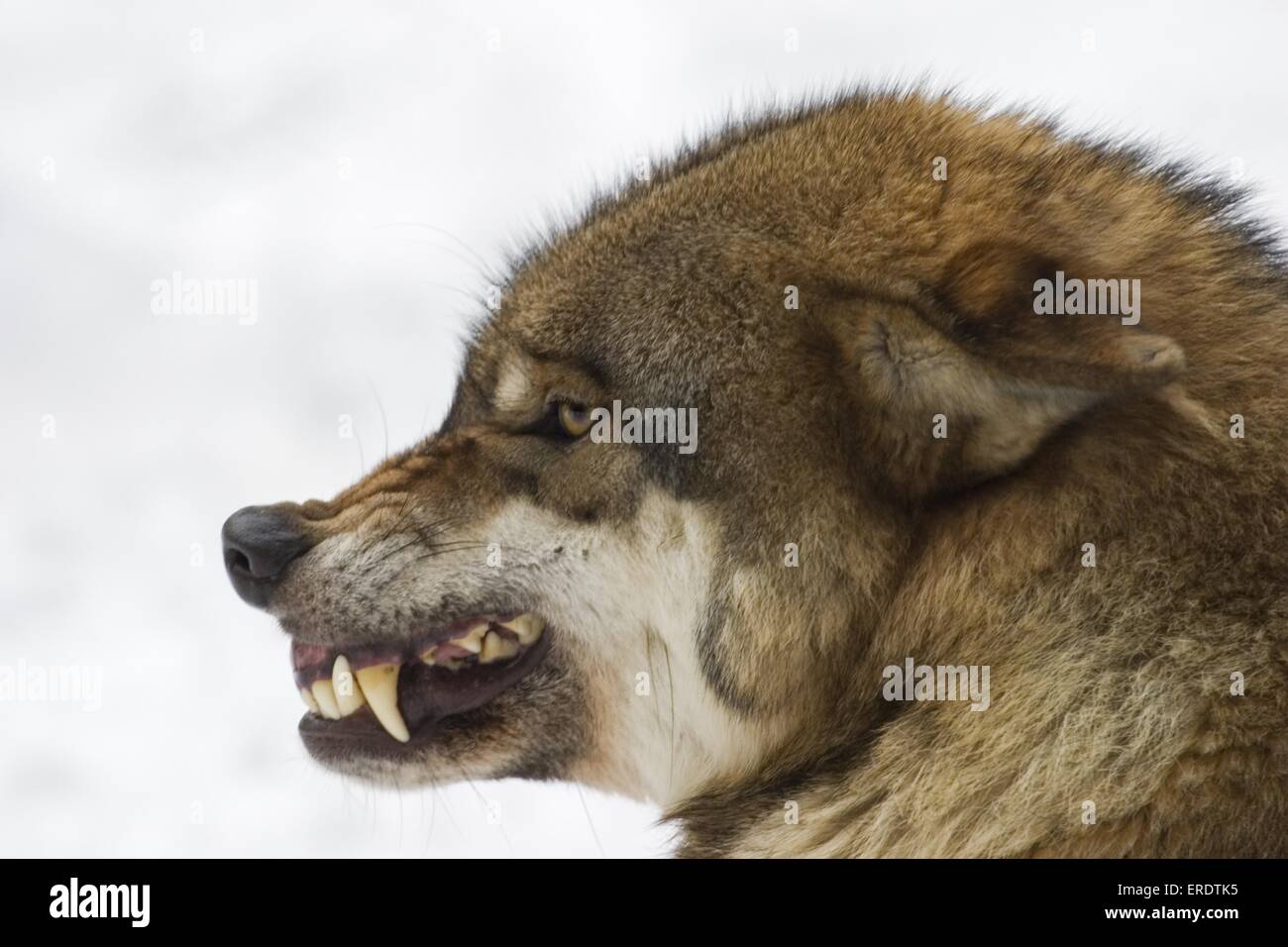 Growling Dog Side View