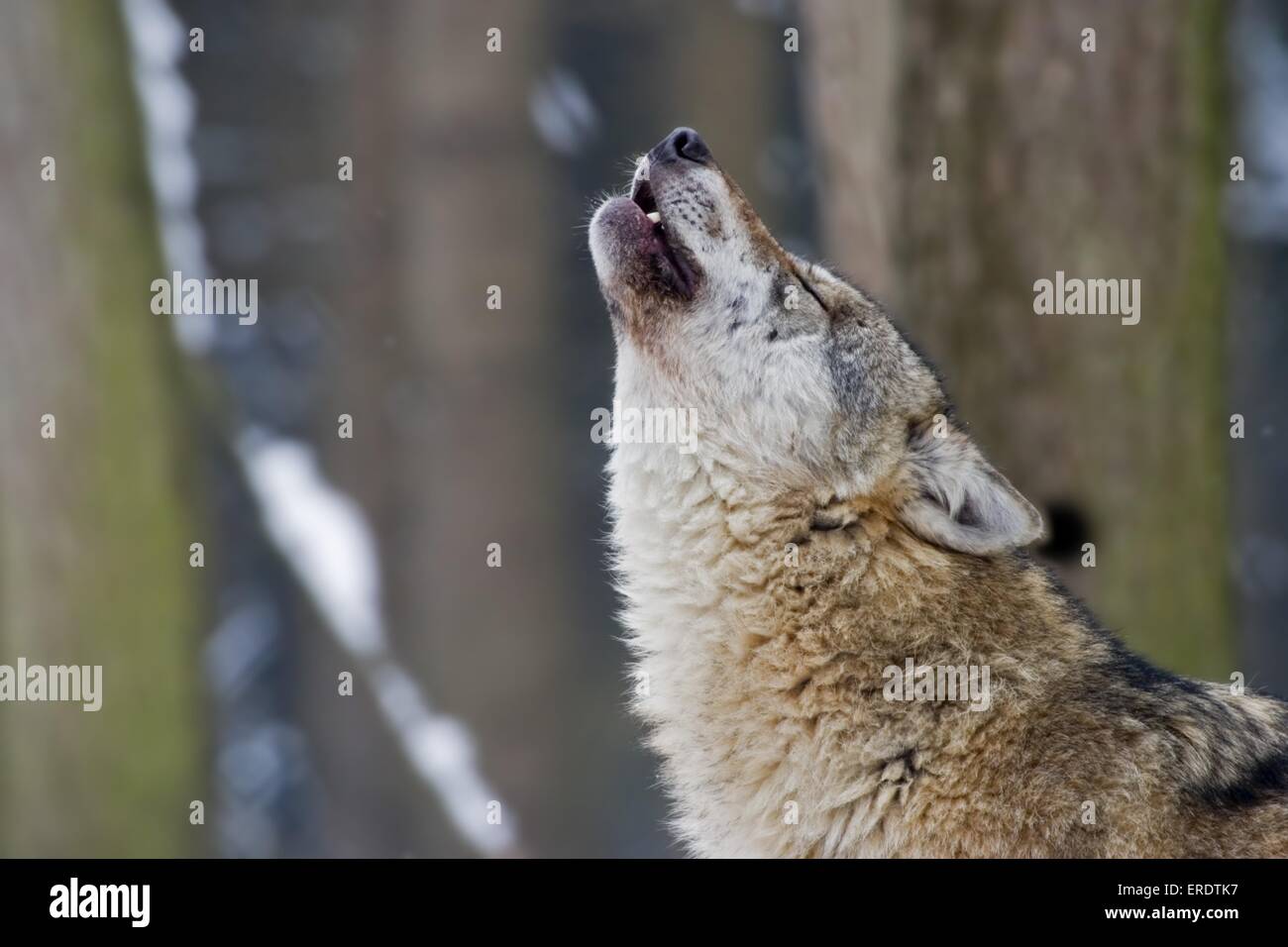 Wolf side profile hi-res stock photography and images - Alamy