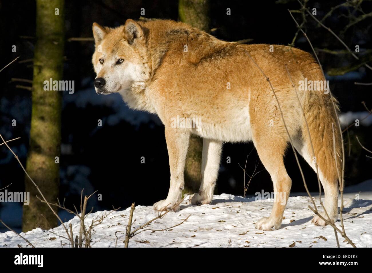 Grey wolf standing hi-res stock photography and images - Alamy