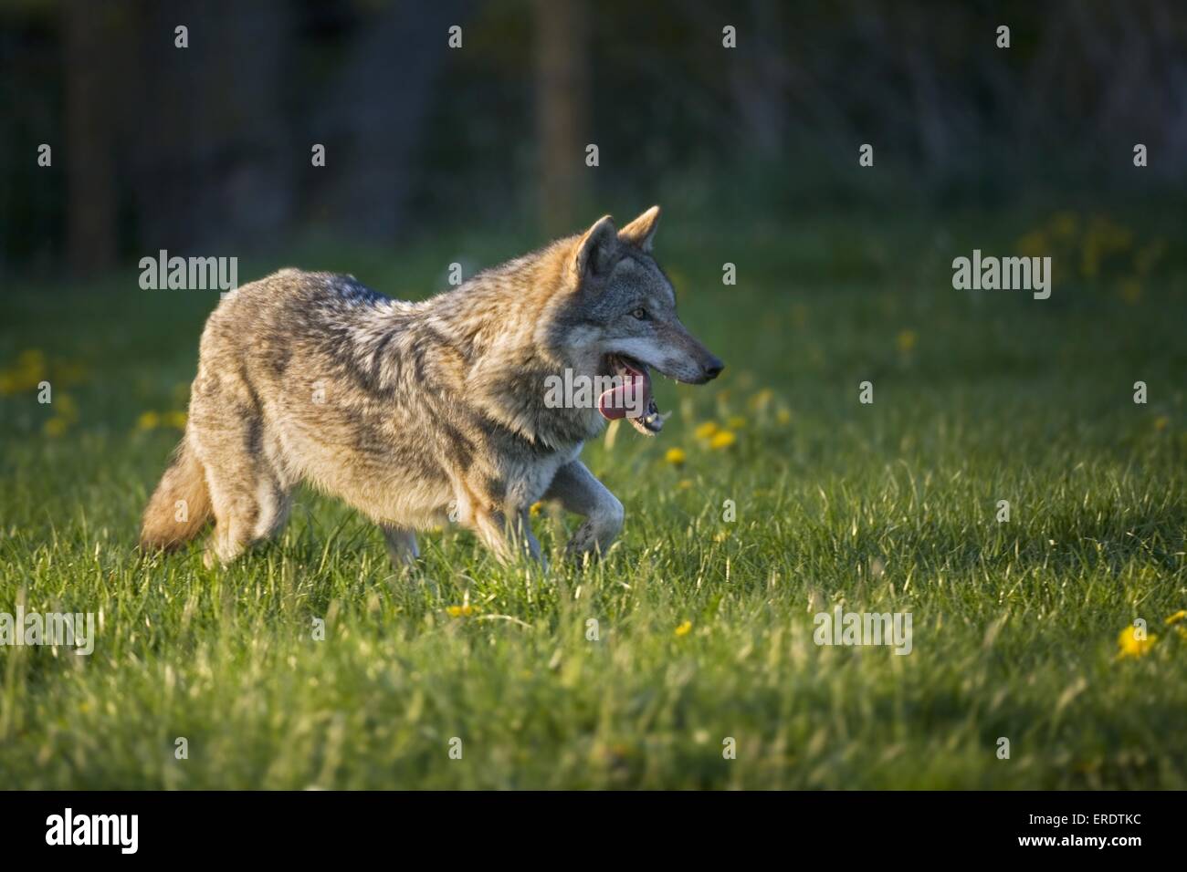 walking European wolf Stock Photo - Alamy