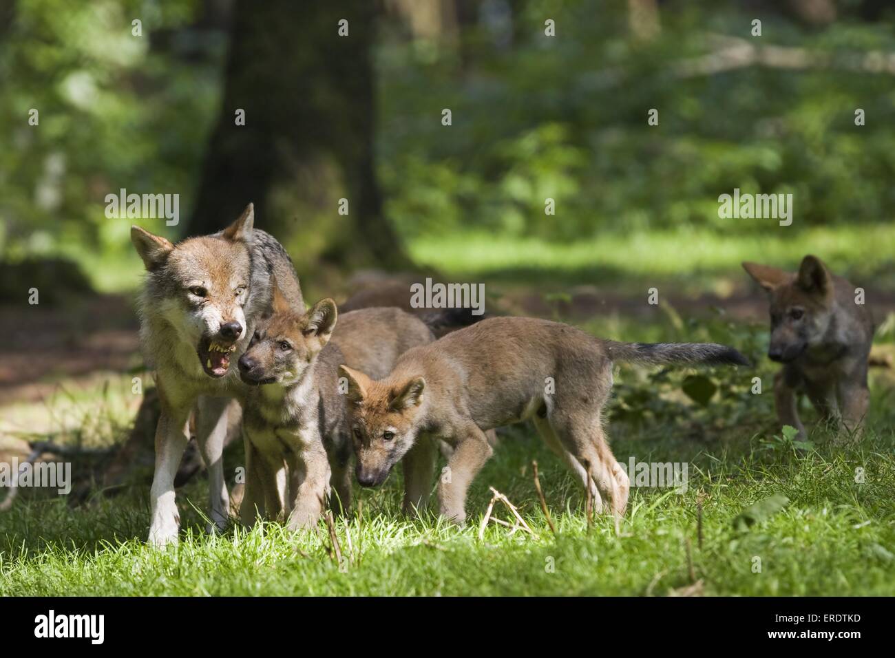Grey wolf gesture hi-res stock photography and images - Alamy