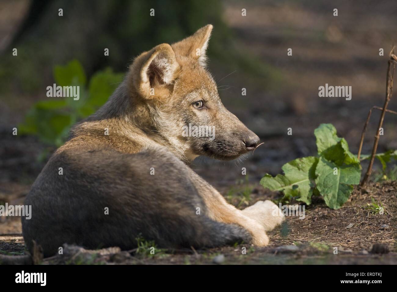 lying European wolf cub Stock Photo - Alamy