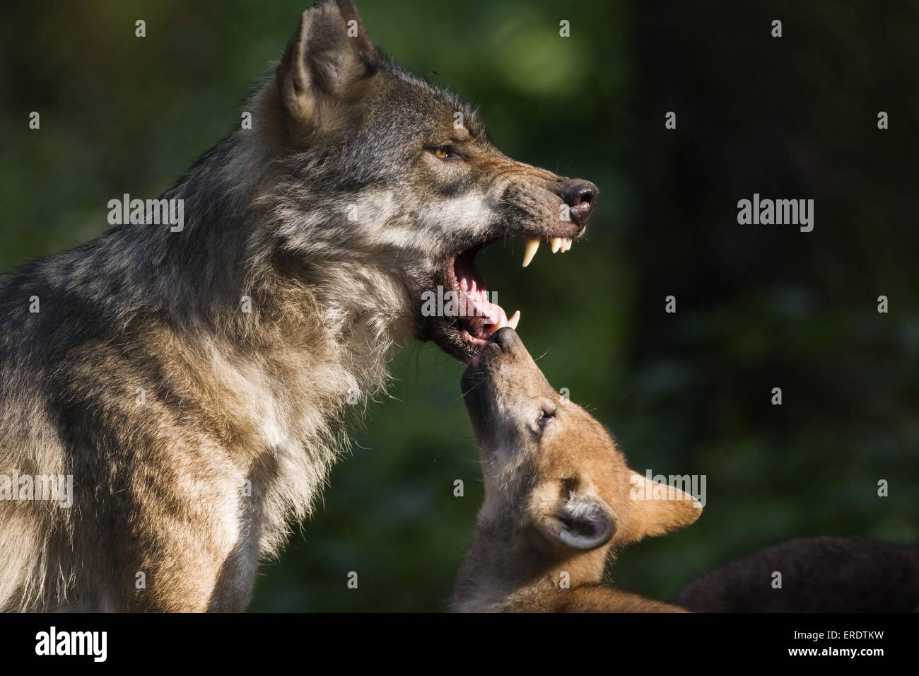 Wolfs teeth hi-res stock photography and images - Alamy