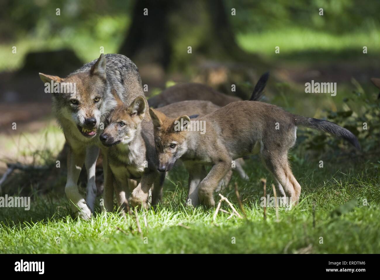 Baby wolf captive zoo hi-res stock photography and images - Alamy
