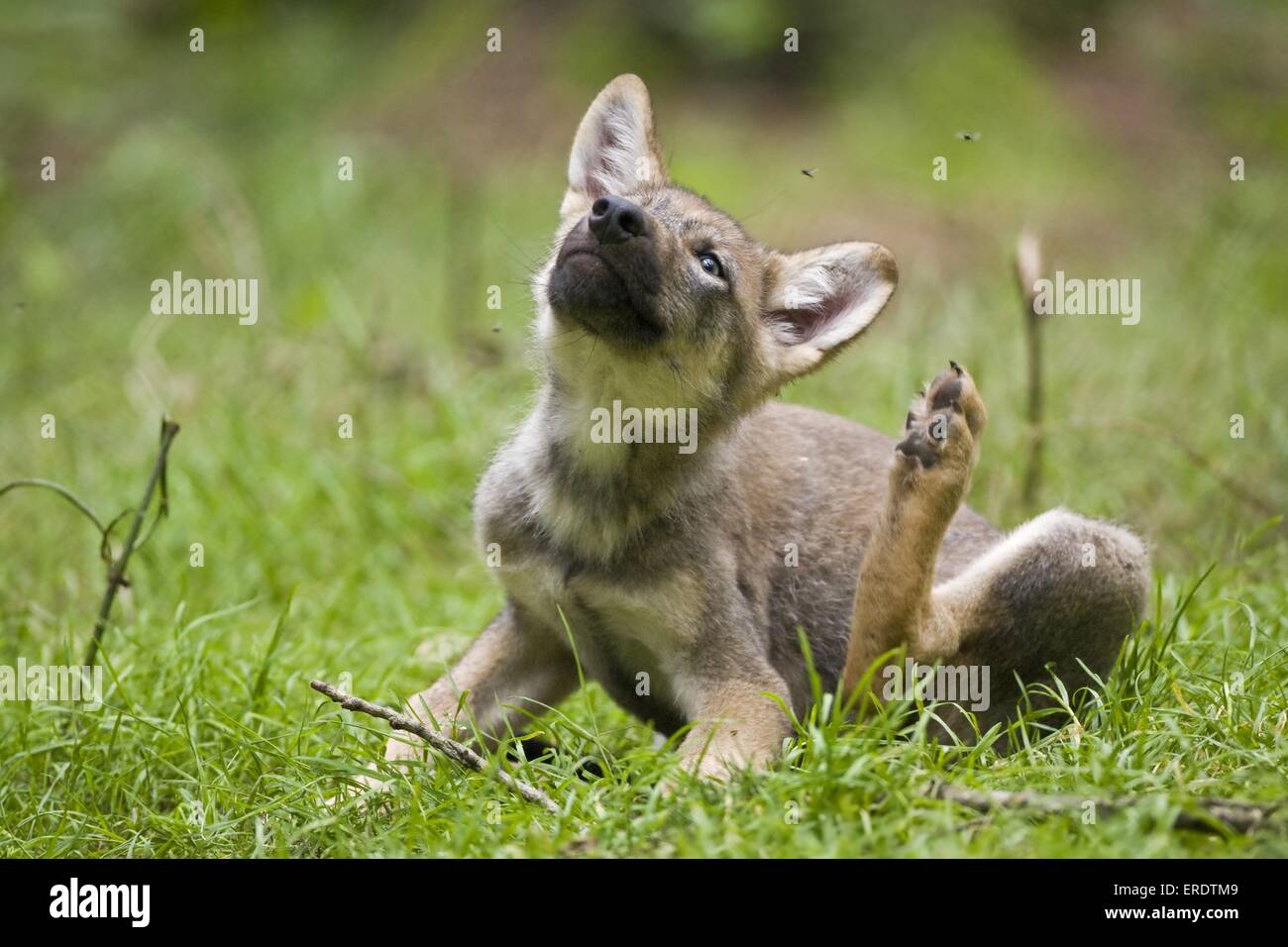 Gray wolf cub hi-res stock photography and images - Alamy