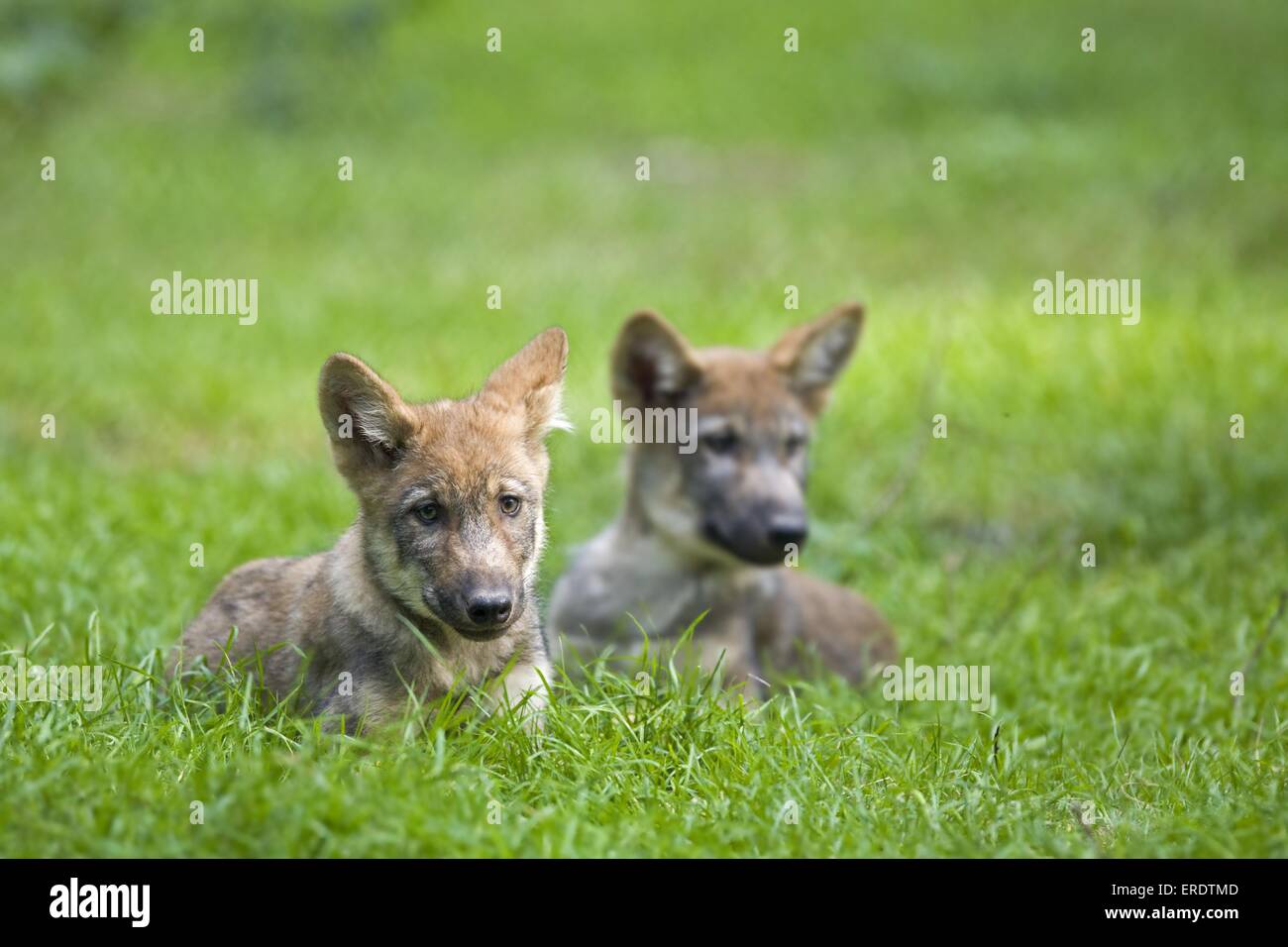 Baby wolves hi-res stock photography and images - Alamy