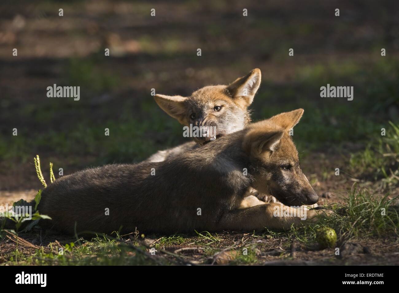 Wolf Cubs High Resolution Stock Photography and Images - Alamy