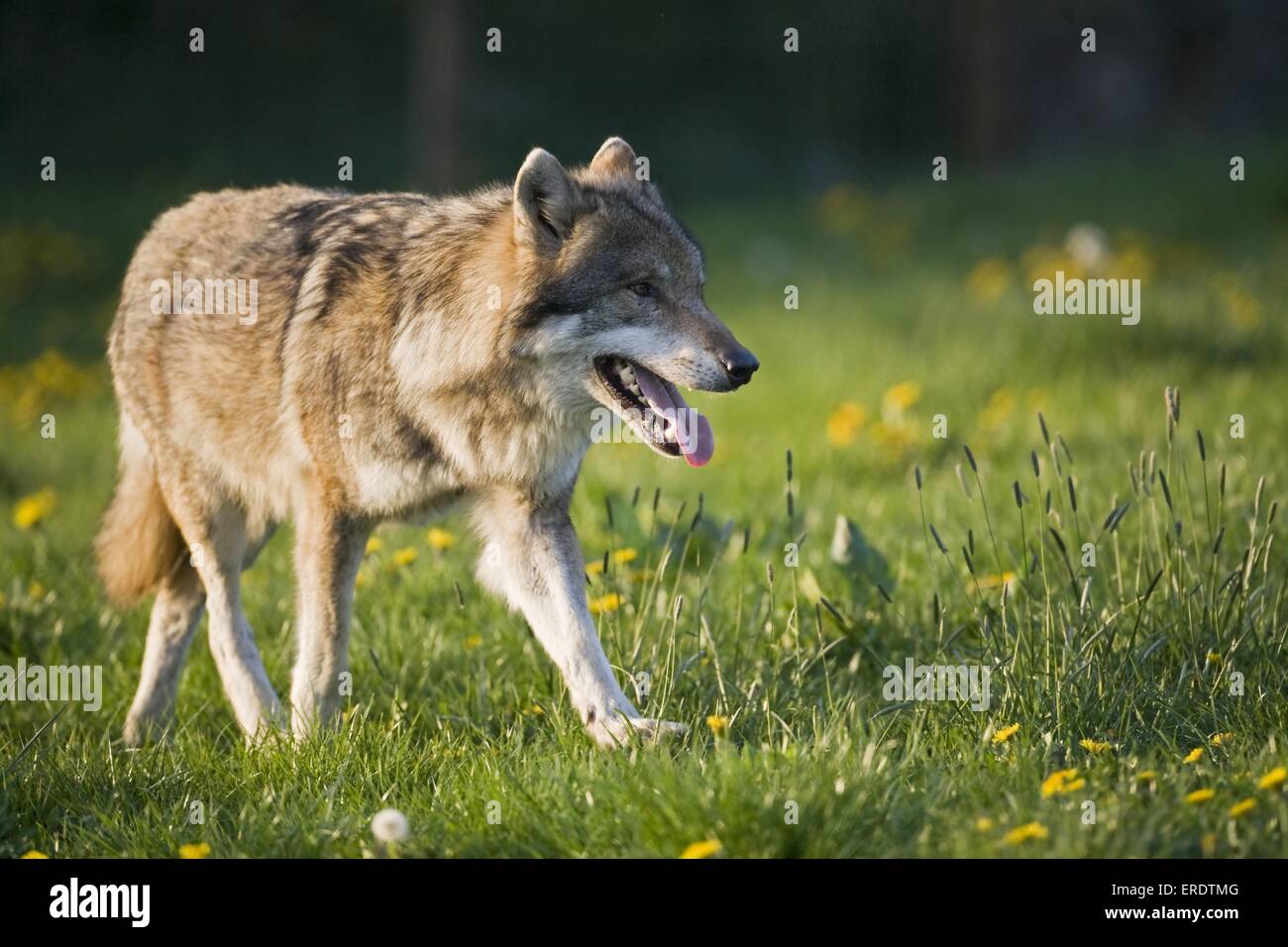 Wolf moving hi-res stock photography and images - Alamy