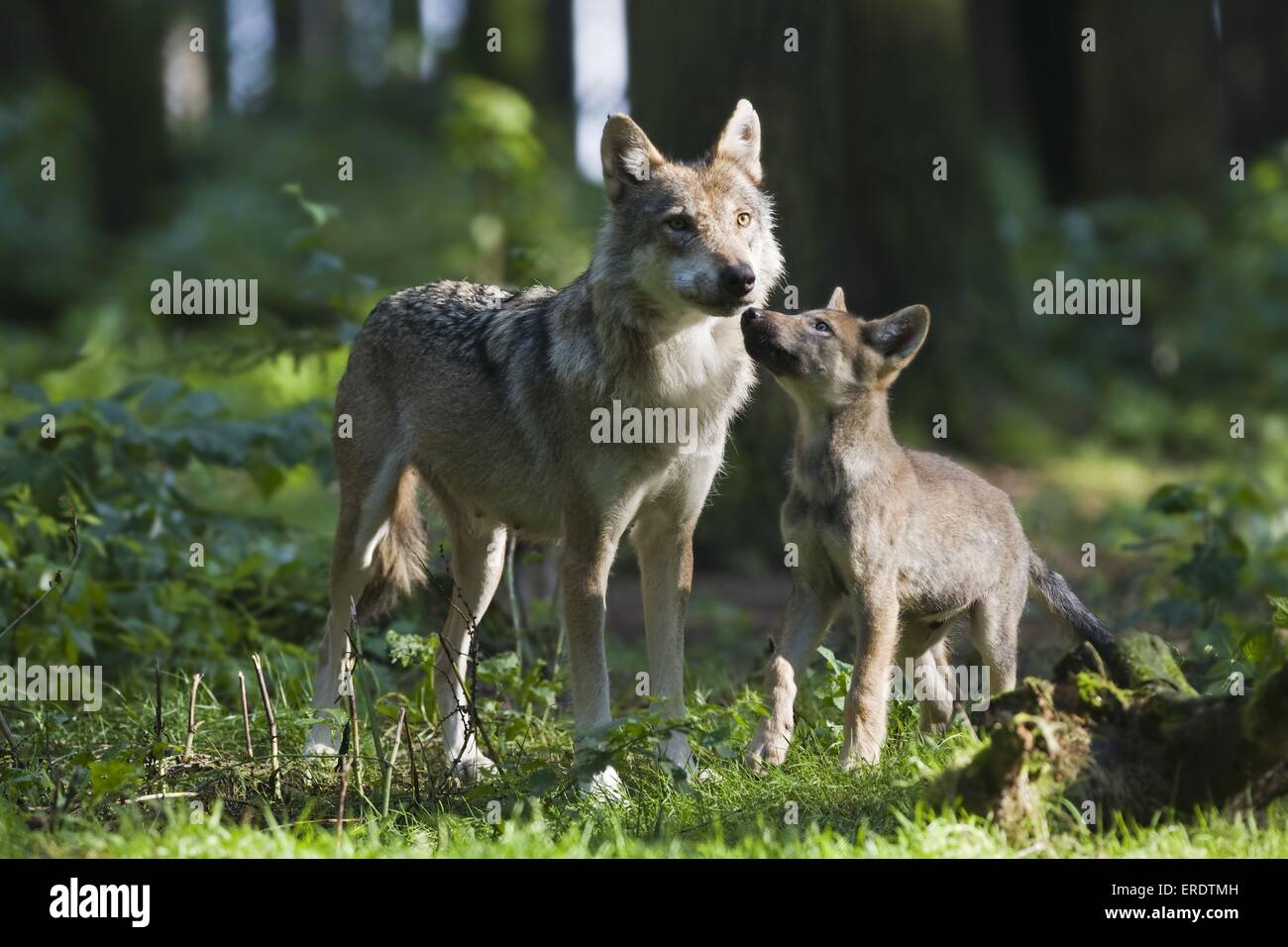 Baby wolf captive zoo hi-res stock photography and images - Alamy