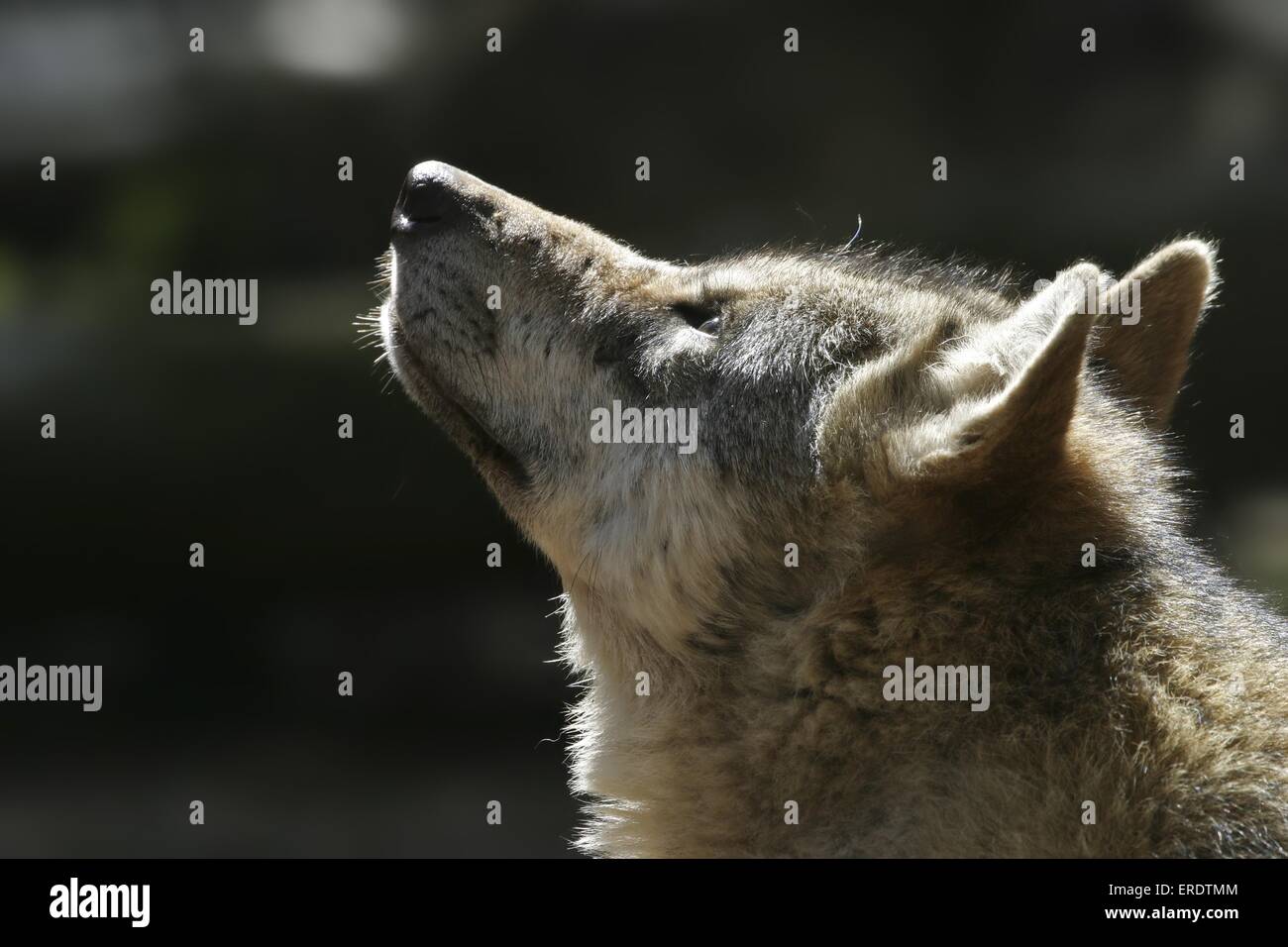 Wolf side profile hi-res stock photography and images - Alamy