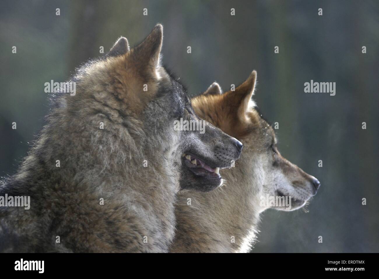 Side view of wolf hi-res stock photography and images - Alamy
