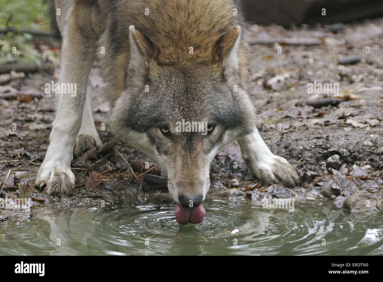 Gray Wolves Drinking Water