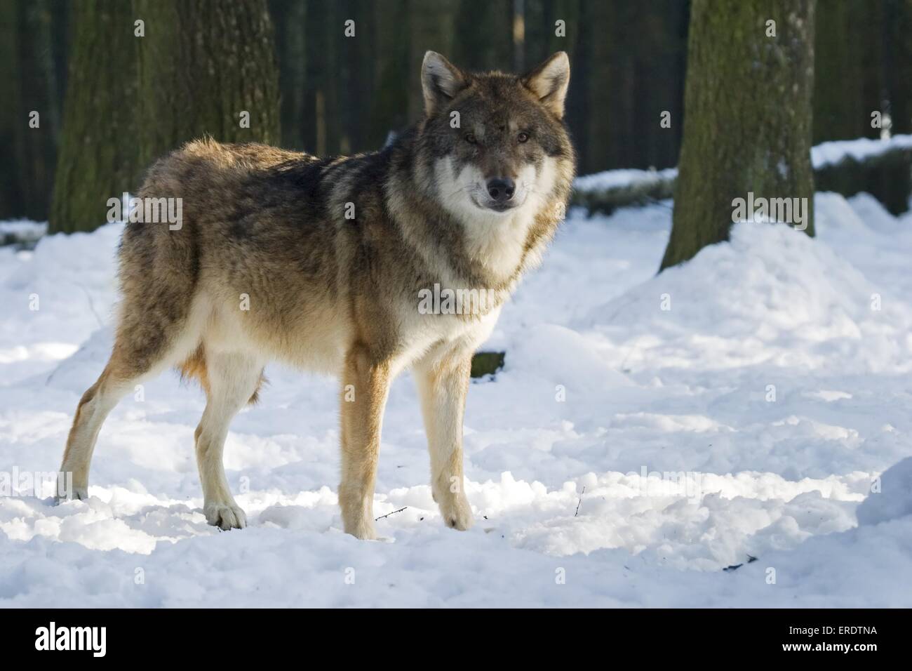 Gray wolf standing lateral hi-res stock photography and images - Alamy
