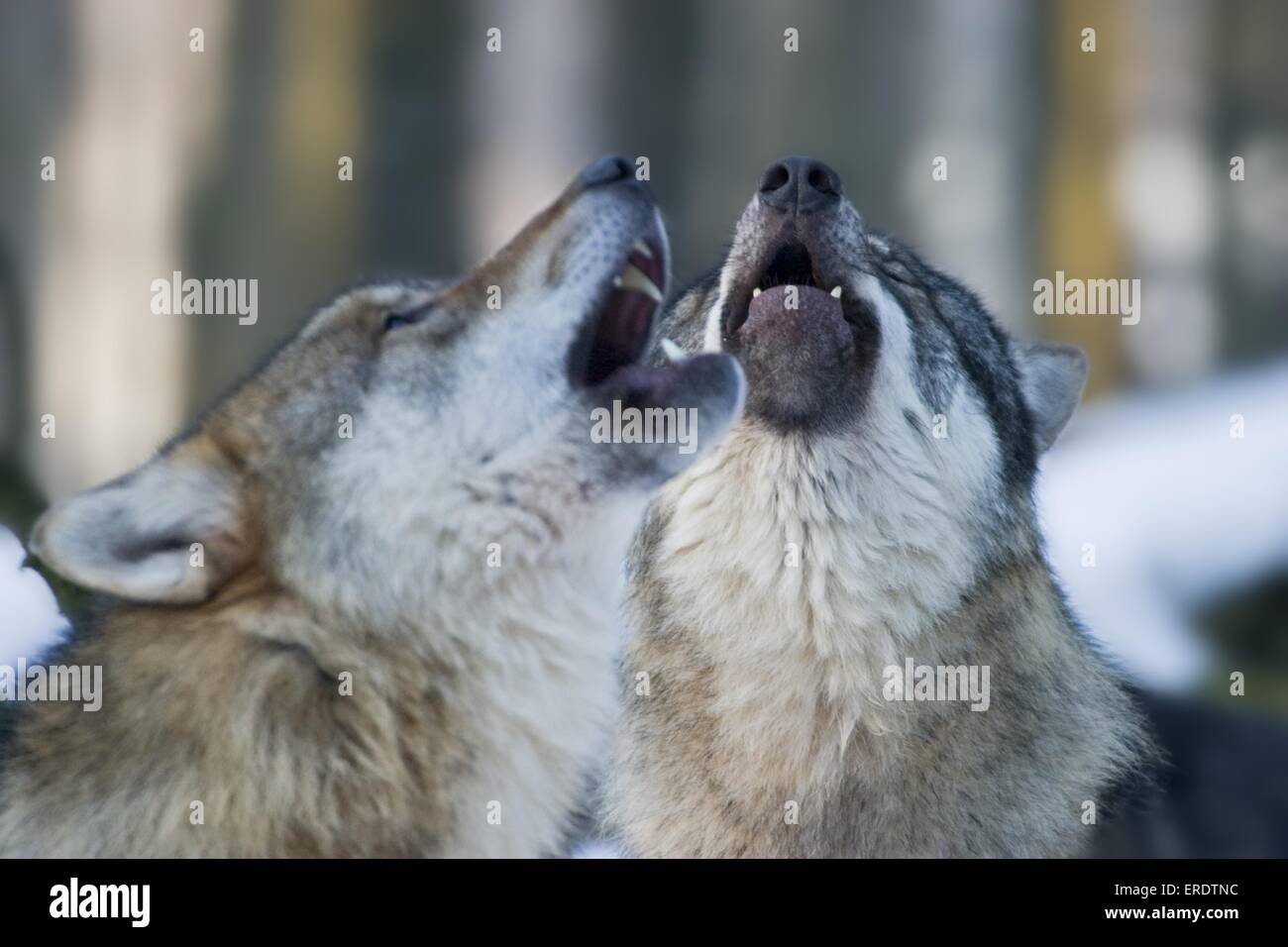 Gray wolf howling hi-res stock photography and images - Alamy