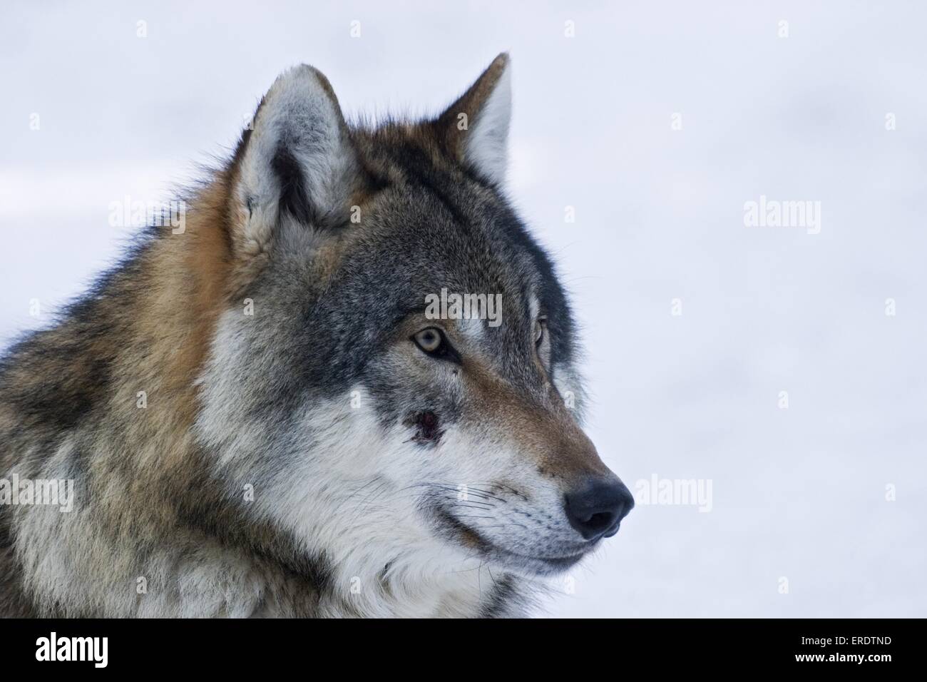 Wolf portrait wolf hi-res stock photography and images - Alamy