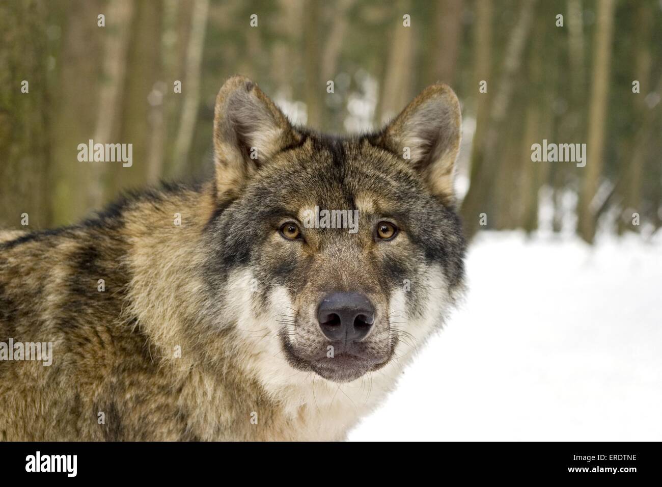 European wolf portrait Stock Photo - Alamy