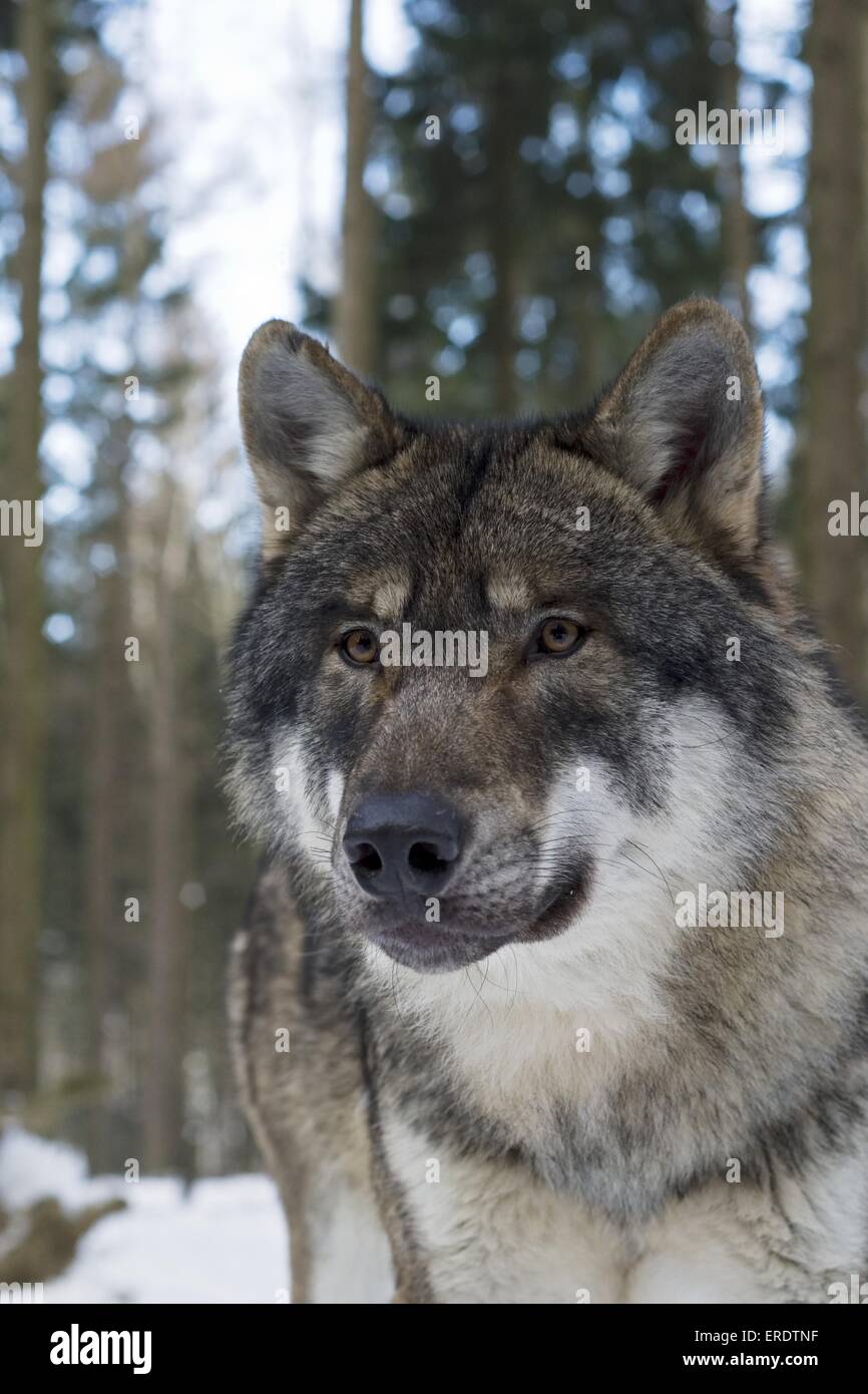 European wolf portrait Stock Photo - Alamy