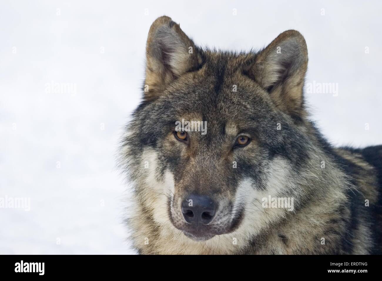 European wolf portrait Stock Photo - Alamy