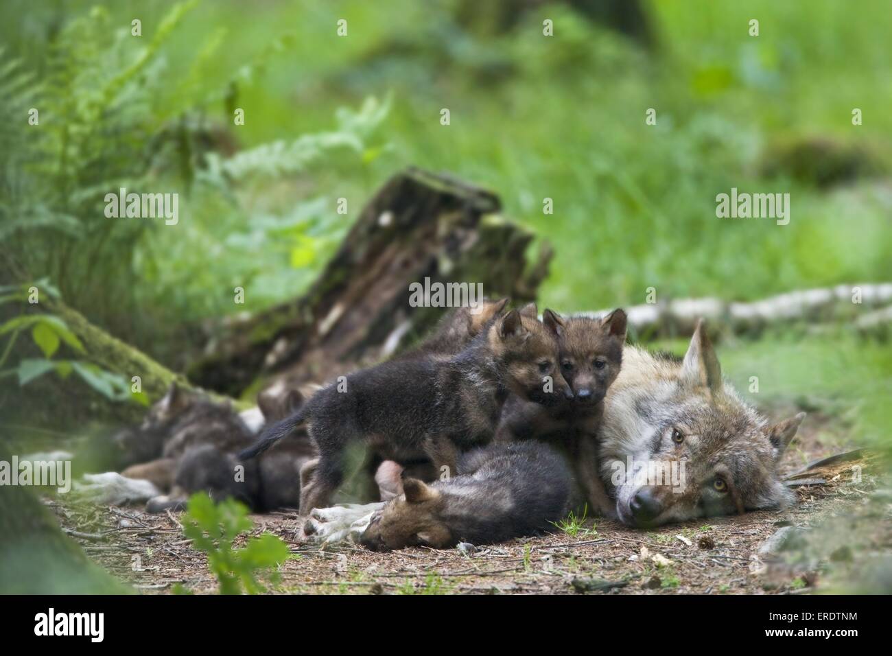 Wolfs young hi-res stock photography and images - Alamy