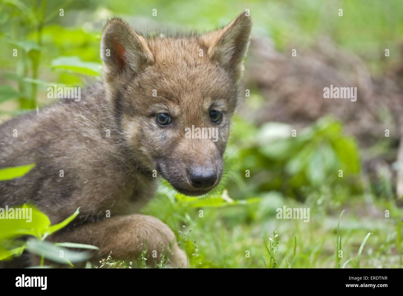 Gray wolf cub hi-res stock photography and images - Alamy