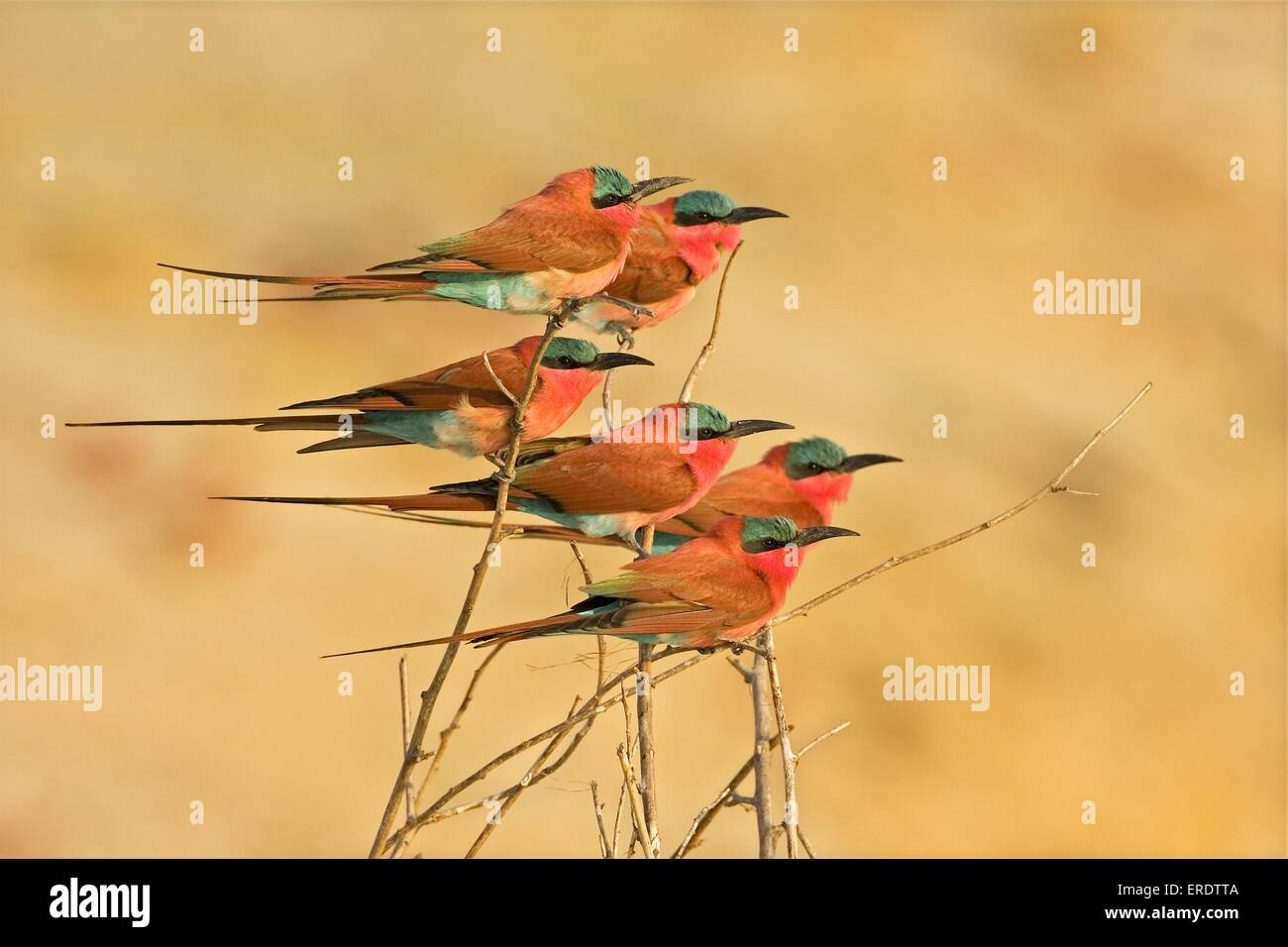 Southern Carmine Bee-eater Stock Photo - Alamy