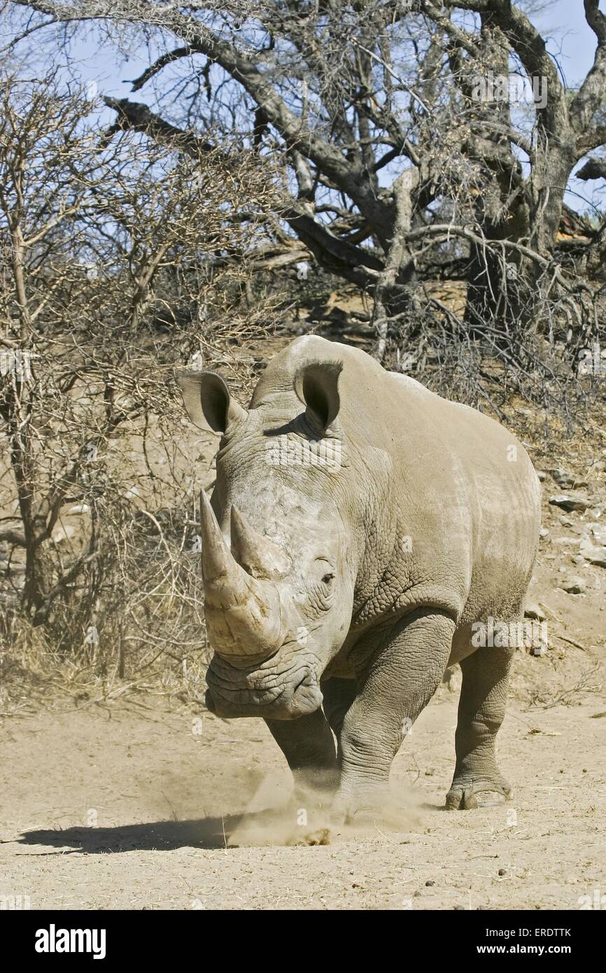 Square lipped rhinoceros hi-res stock photography and images - Alamy