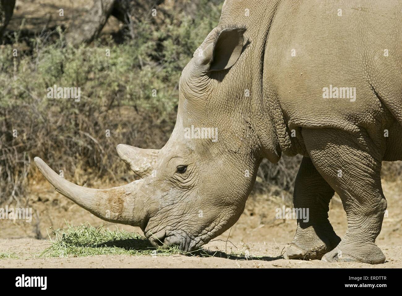 Rhinoceros profile hi-res stock photography and images - Alamy