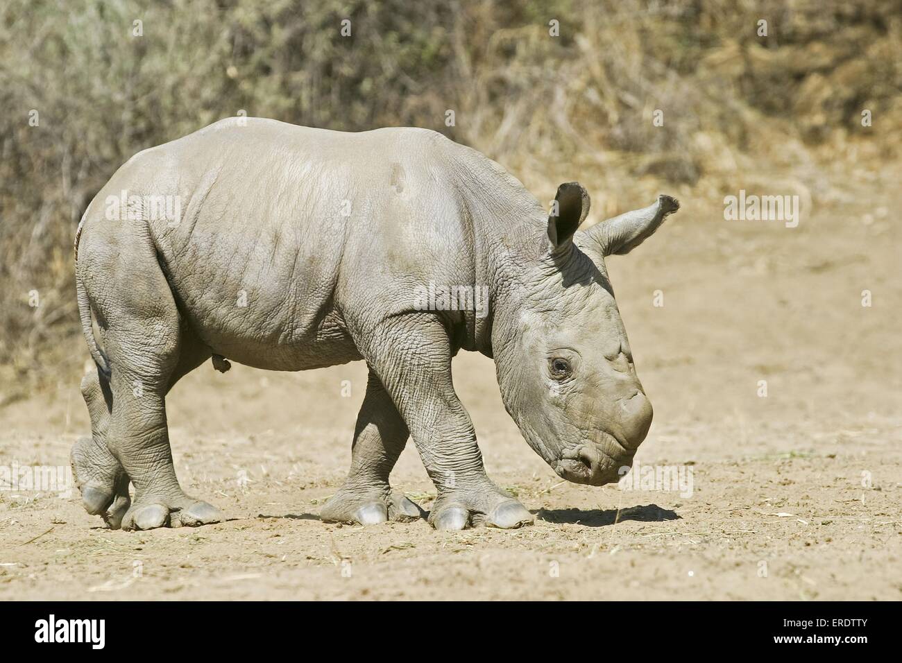 Side view rhinoceros hi-res stock photography and images - Alamy