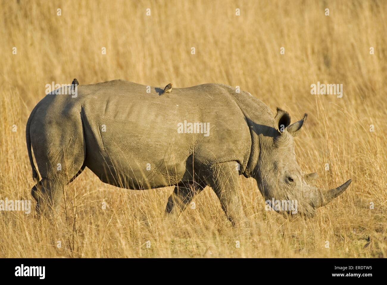 Rhinoceros birds hi-res stock photography and images - Alamy