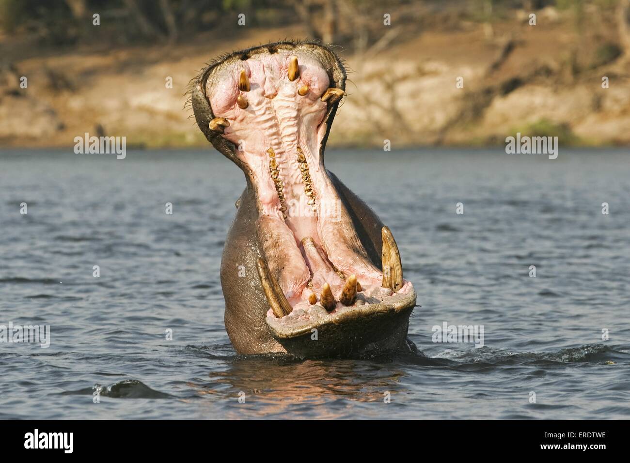 Hippopotamus tooth hi-res stock photography and images - Alamy