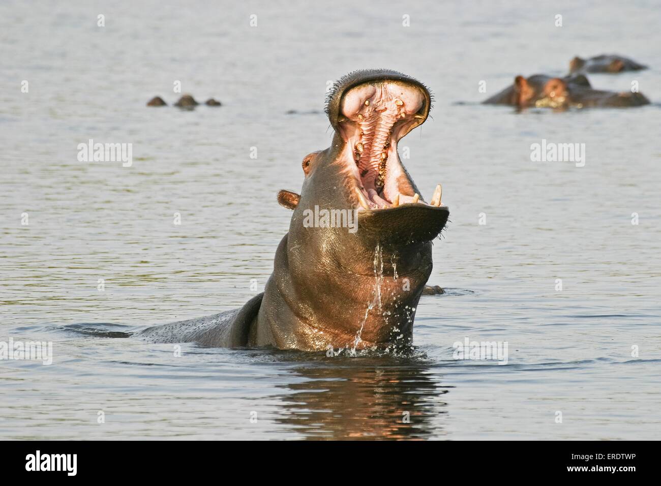 Hippopotamus tooth hi-res stock photography and images - Alamy