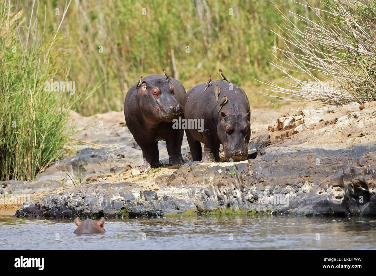 Two Headed Hippo