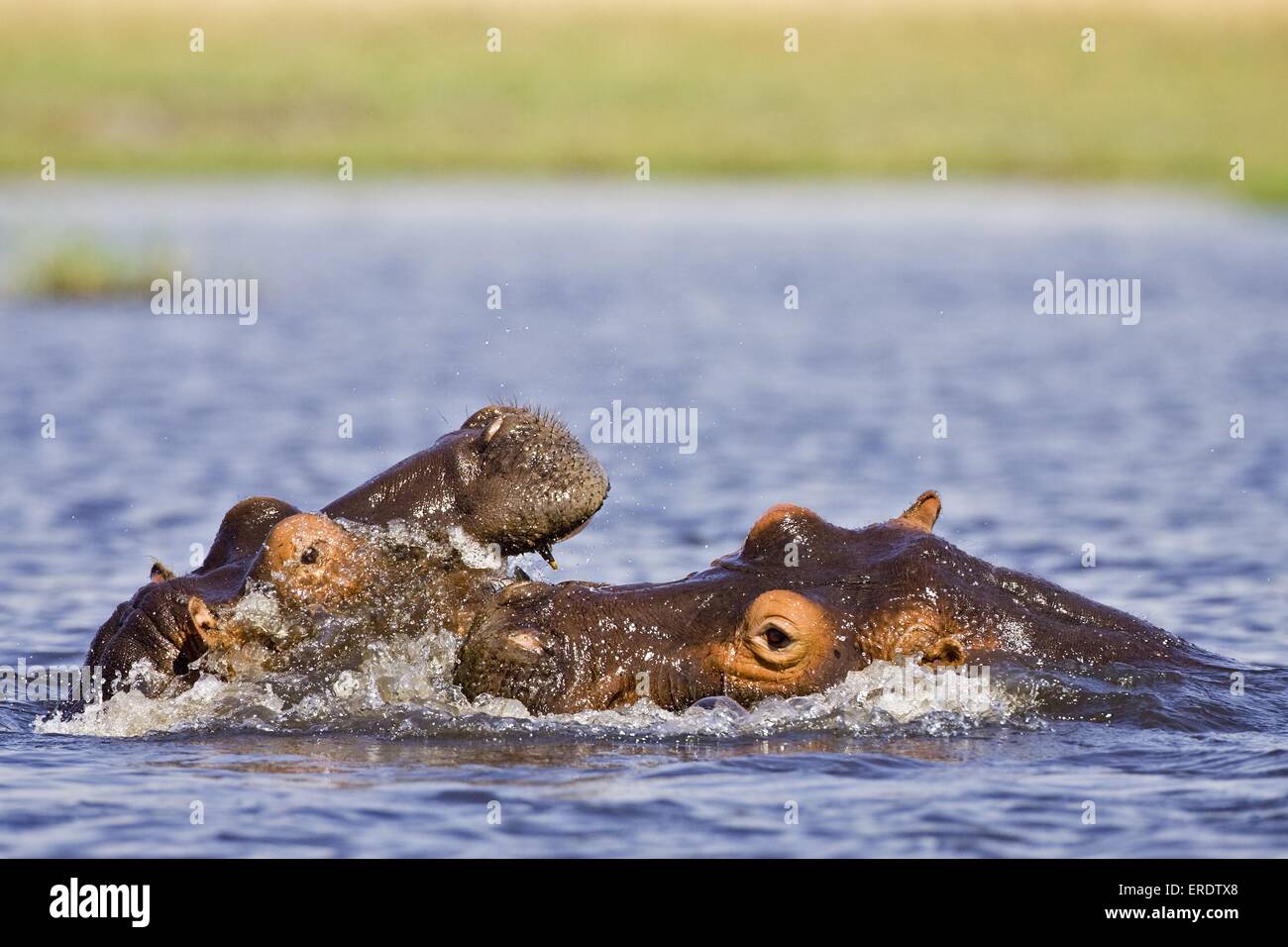 Two hippo fighting hippopotamus amphibius hi-res stock photography and ...