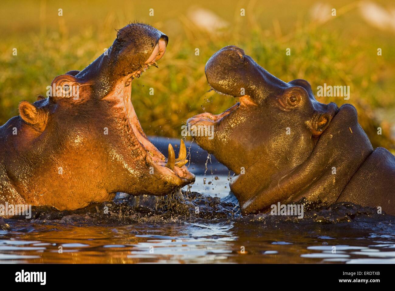 Two hippo fighting hippopotamus amphibius hi-res stock photography and ...